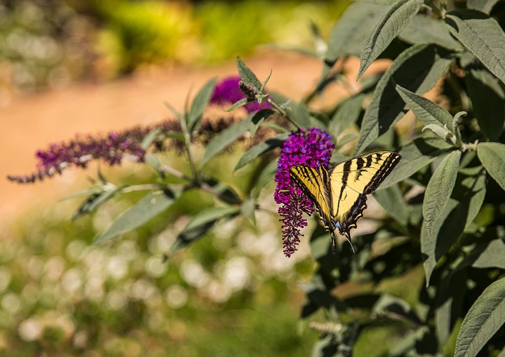 Private Community Park - GroundLevel Landscape Architecture